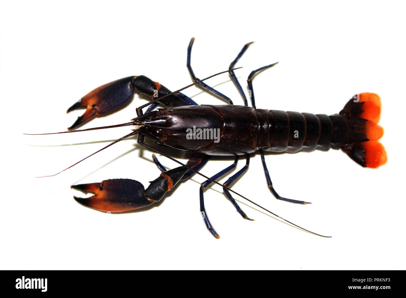 Volcano fish Cut Out Stock Images & Pictures - Alamy