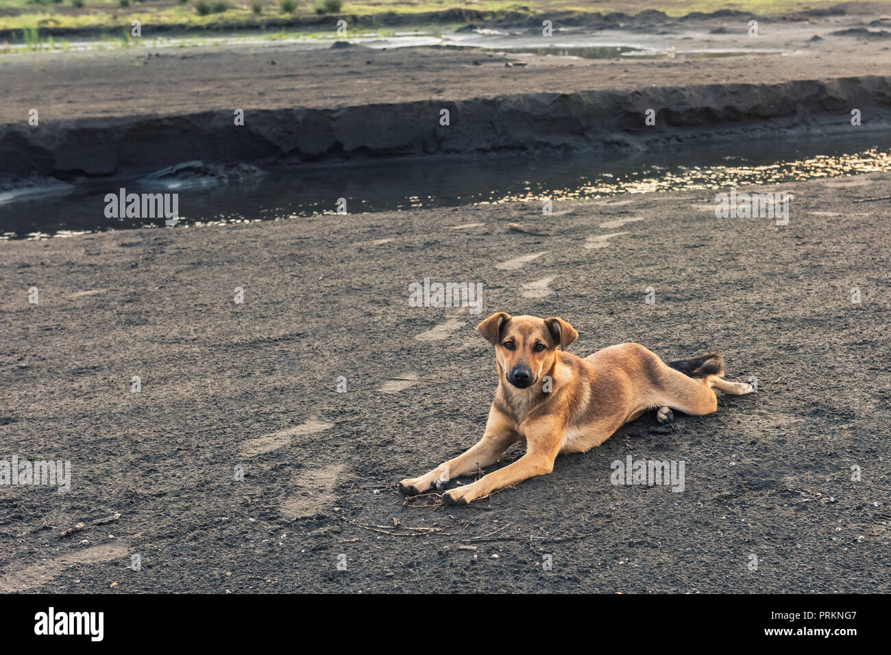 Homeless And His Dog High Resolution Stock Photography and Images - Alamy