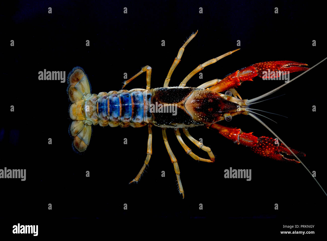 crayfish Procambarus clarkii ghost in the aquarium Stock Photo - Alamy