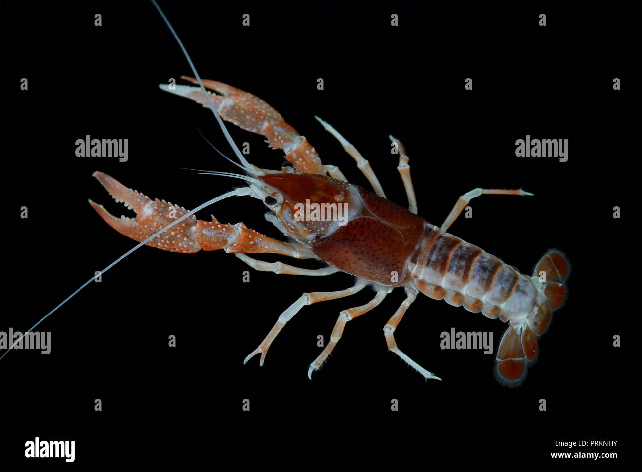 crayfish Procambarus clarkii ghost in the aquarium Stock Photo - Alamy