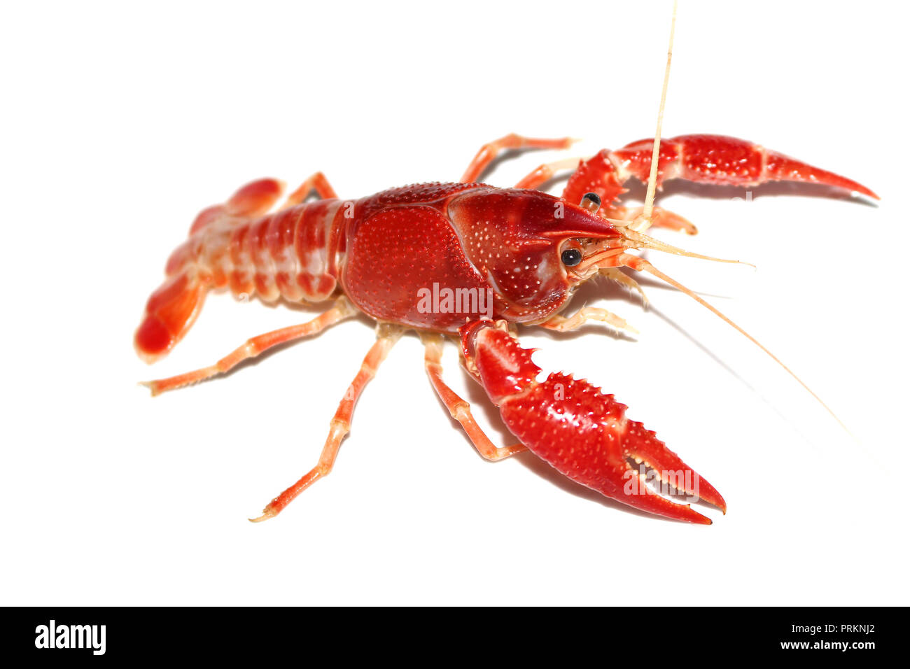Volcano fish Cut Out Stock Images & Pictures - Alamy