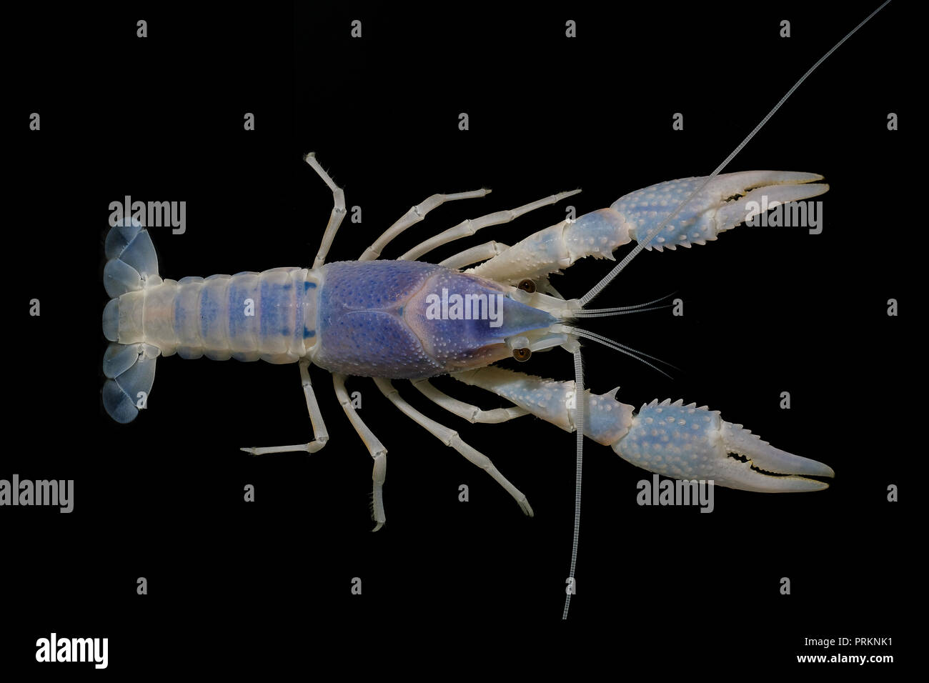 crayfish Procambarus clarkii ghost in the aquarium Stock Photo - Alamy