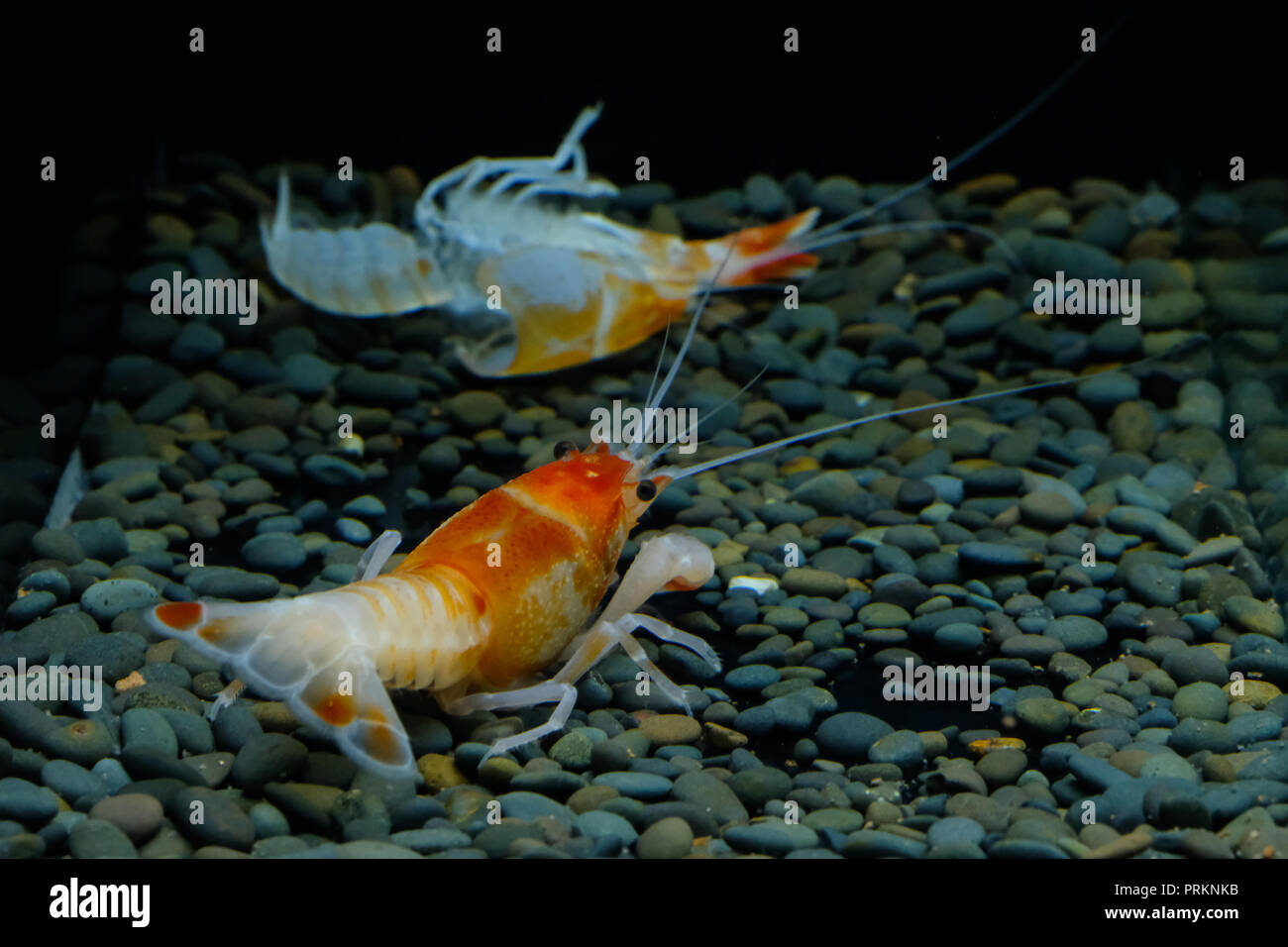 crayfish Procambarus clarkii ghost in the aquarium Stock Photo - Alamy