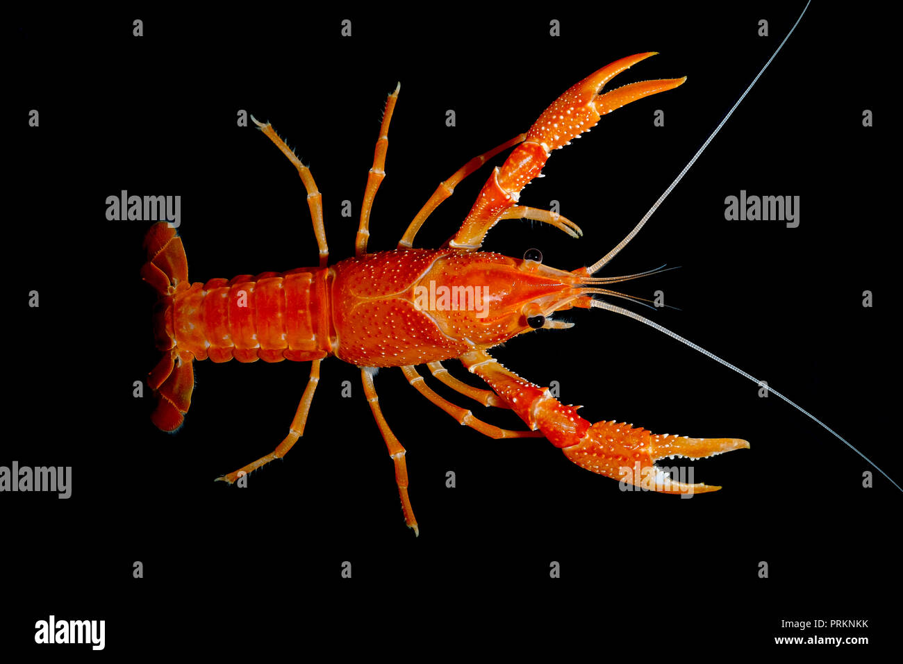 crayfish Procambarus clarkii ghost in the aquarium Stock Photo - Alamy