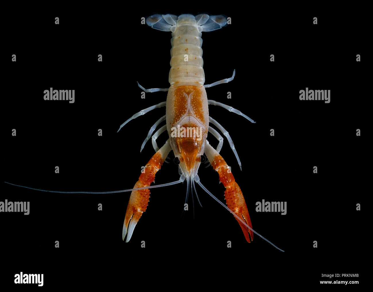crayfish Procambarus clarkii ghost in the aquarium Stock Photo - Alamy