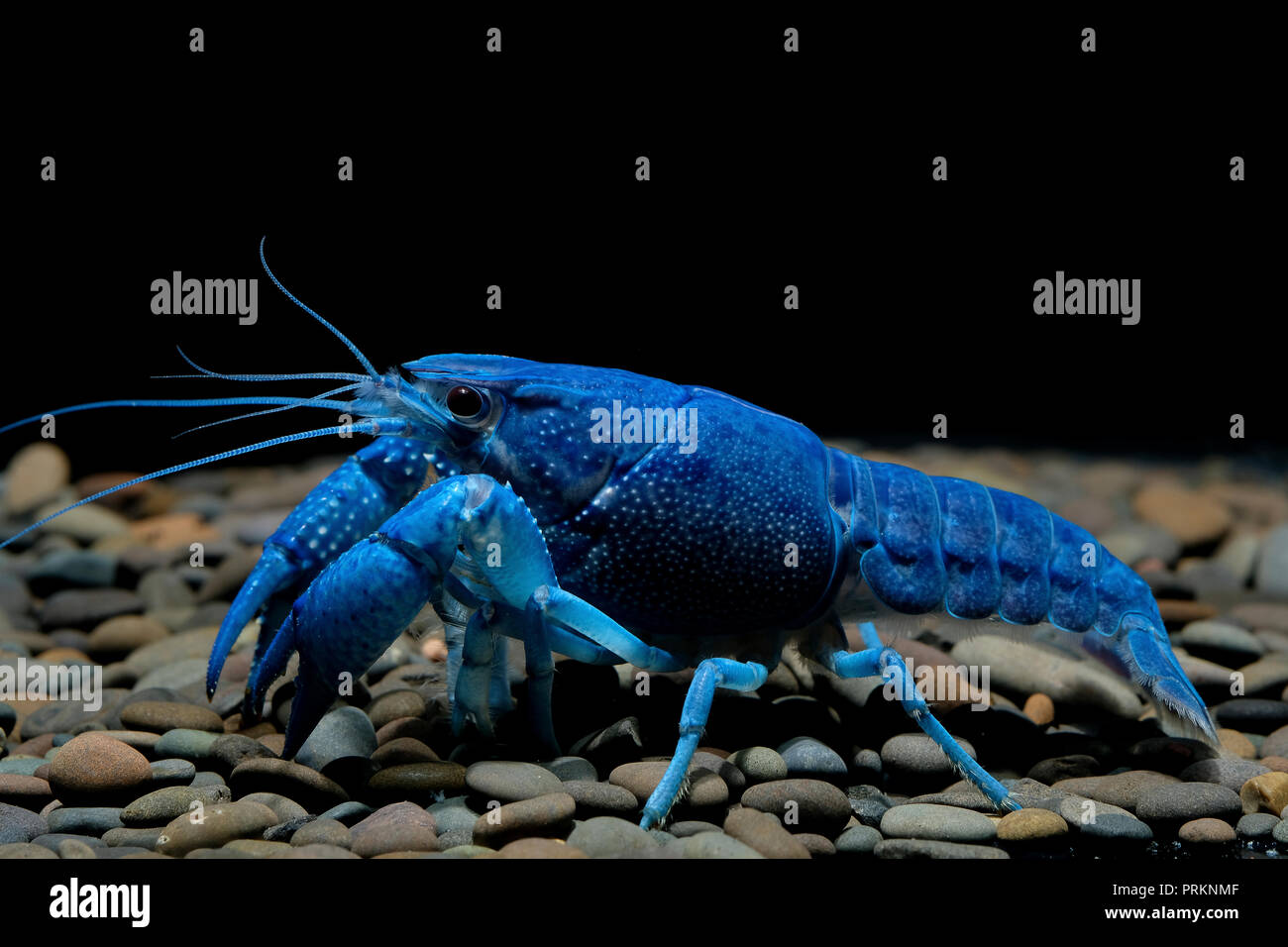 crayfish Procambarus clarkii ghost in the aquarium Stock Photo - Alamy