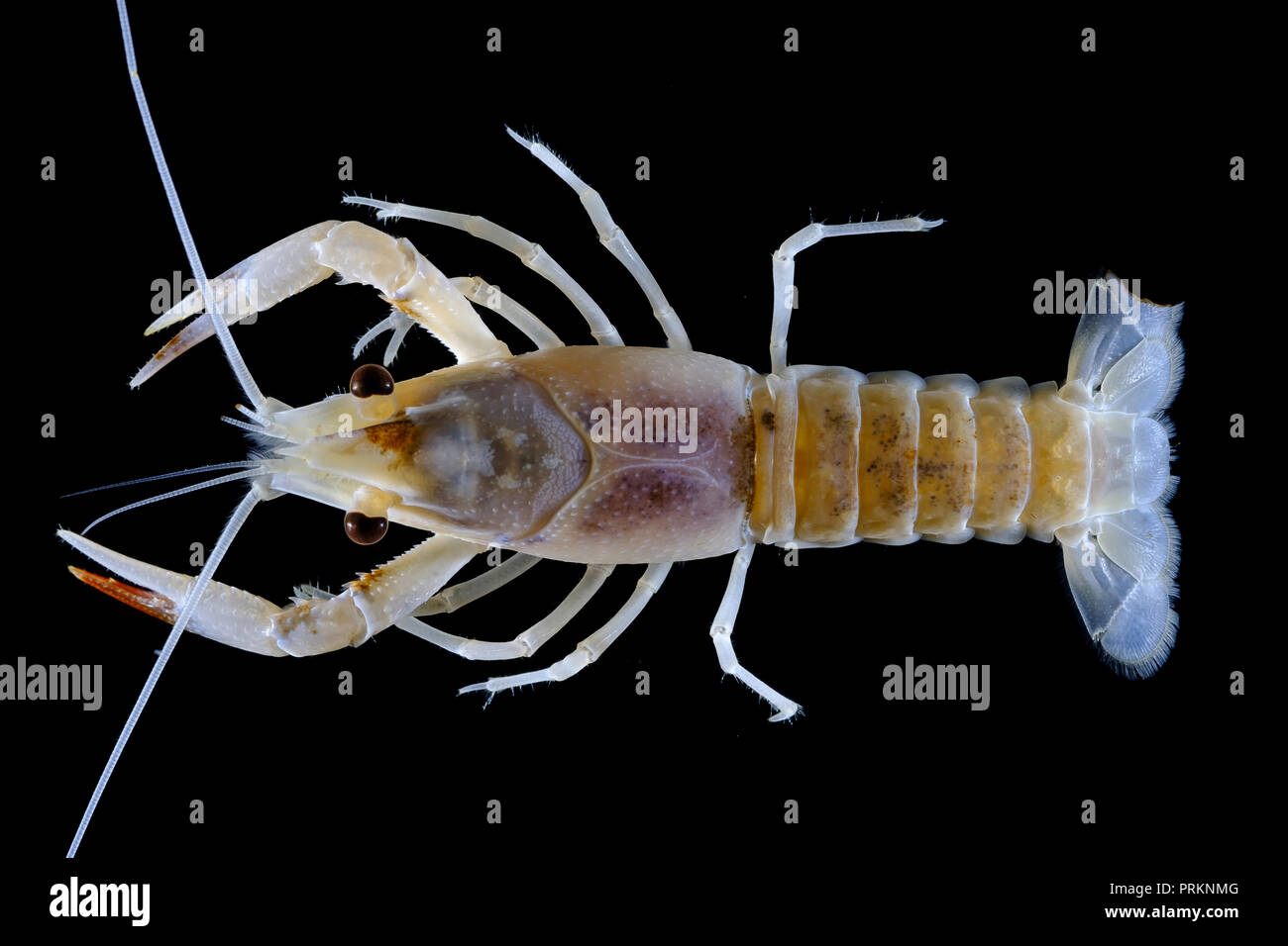 crayfish Procambarus clarkii ghost in the aquarium Stock Photo - Alamy