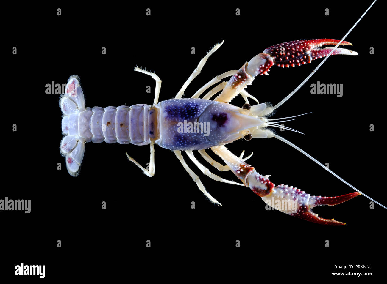 crayfish Procambarus clarkii ghost in the aquarium Stock Photo - Alamy