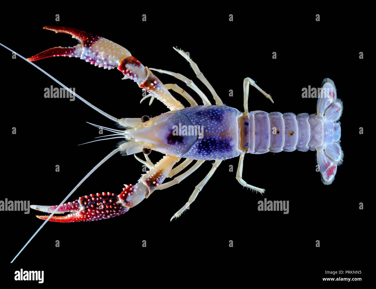 Procambarus Clarkii Ghost