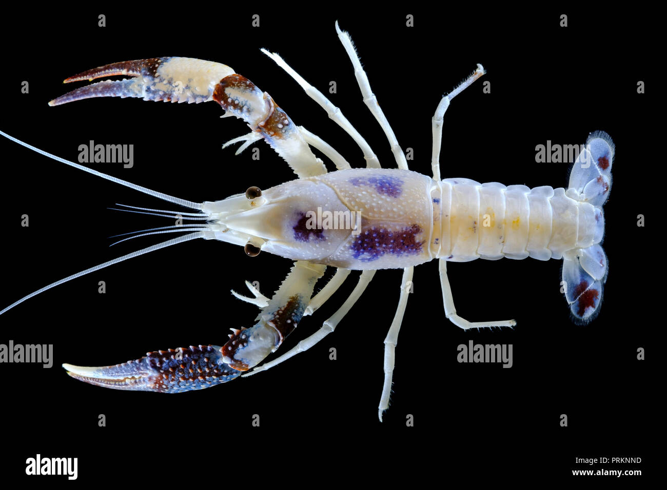 crayfish Procambarus clarkii ghost in the aquarium Stock Photo - Alamy