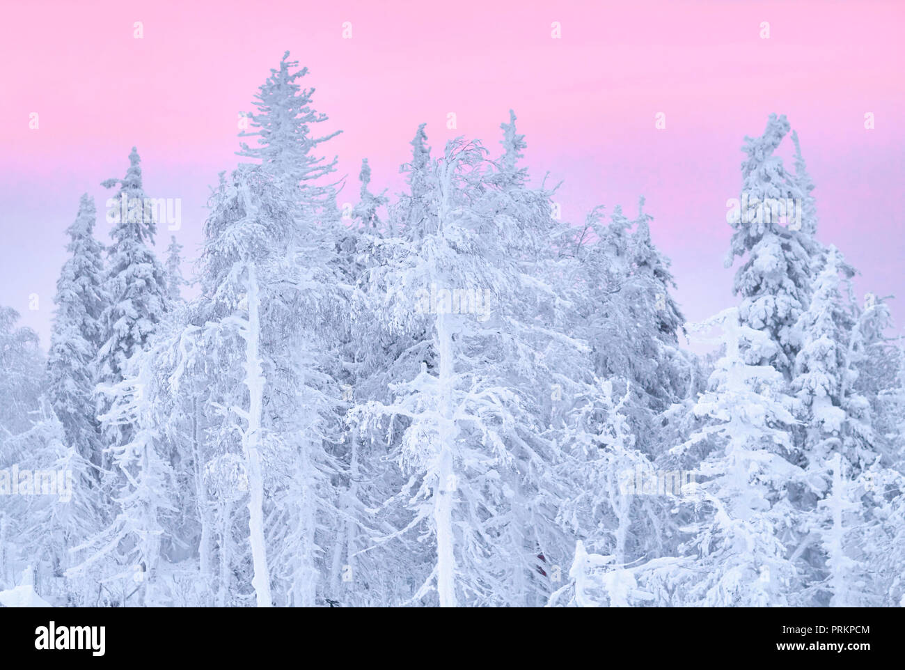 Fabulous Christmas winter forest at sunset, everything is covered with ...