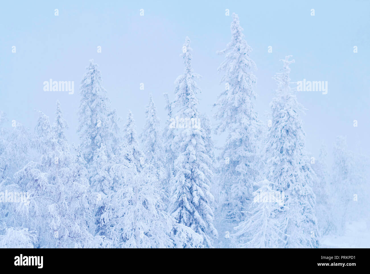 Fabulous Christmas winter forest at sunset, everything is covered with ...