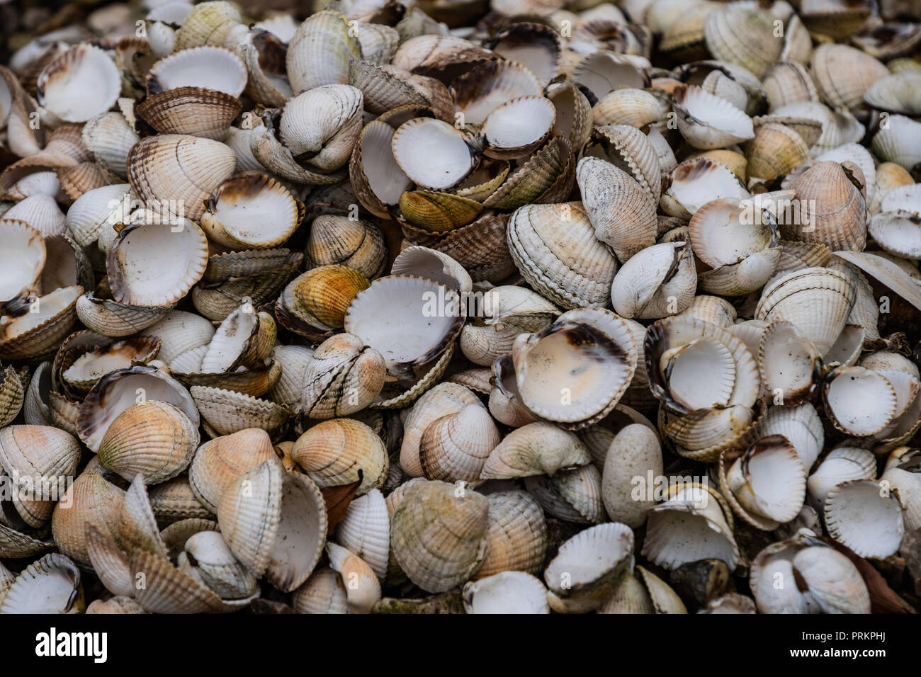 White seashells hi-res stock photography and images - Alamy