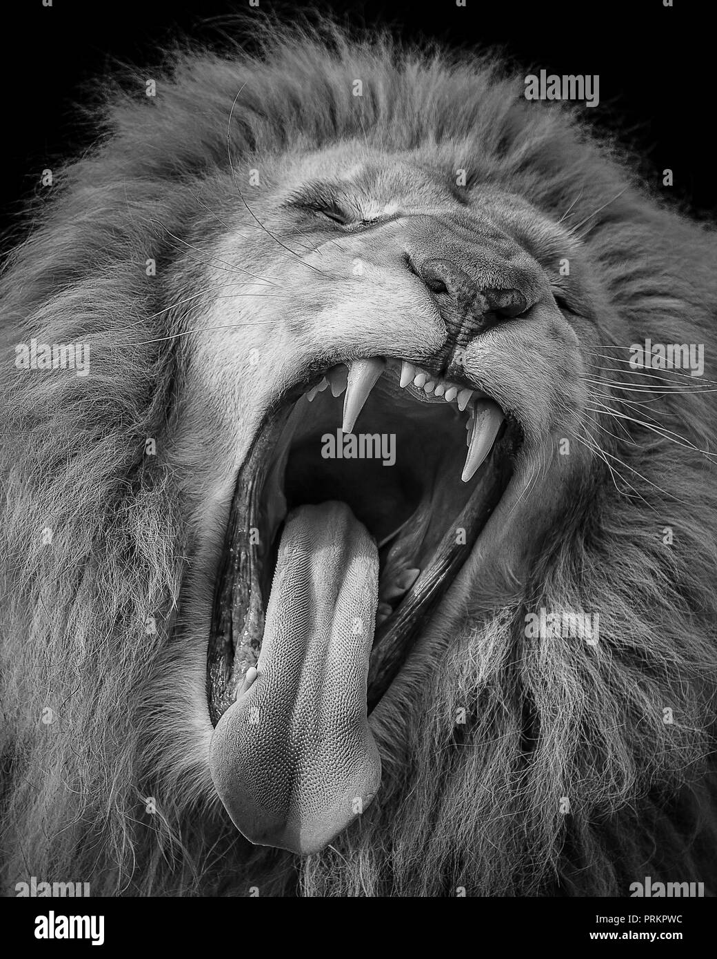 Lion roar Black and White Stock Photos & Images - Alamy