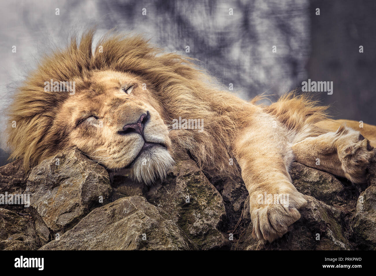 Lion sleeping zoo hi-res stock photography and images - Alamy