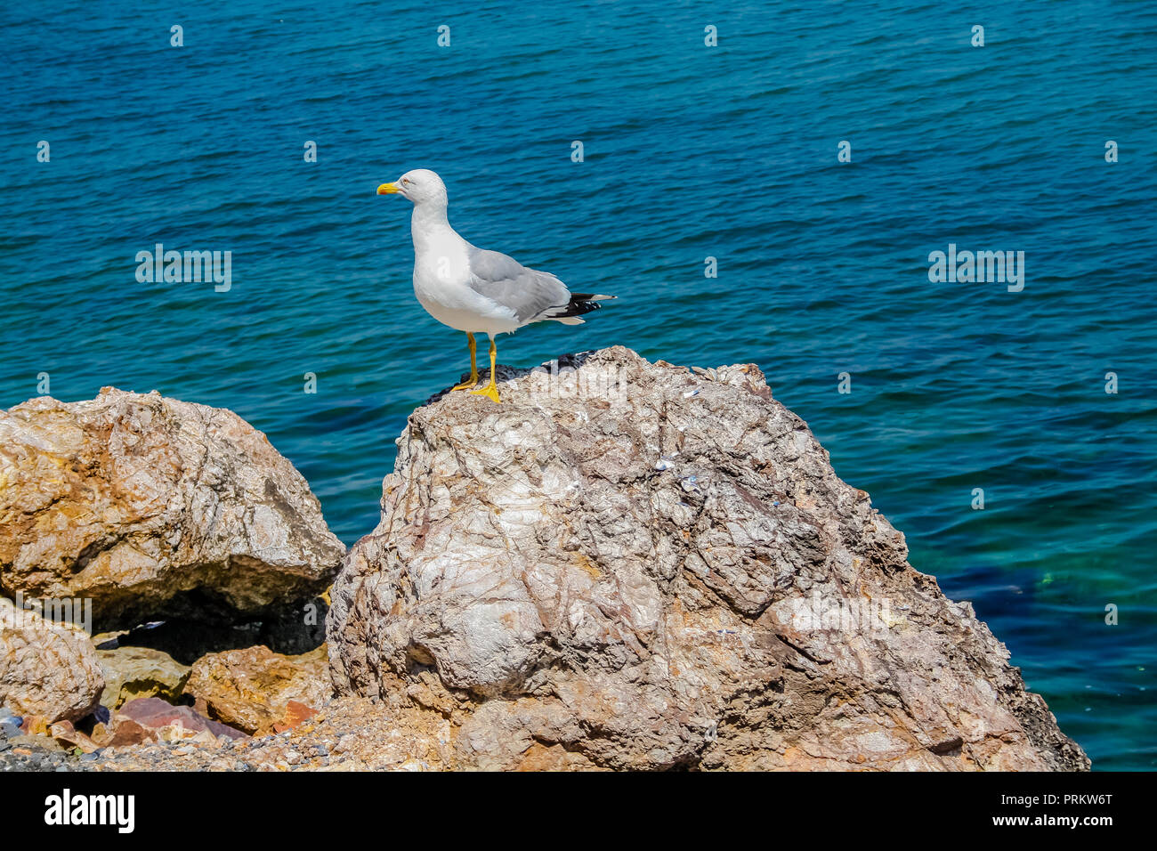 Seagull standing on a rock by the sea Stock Photo - Alamy