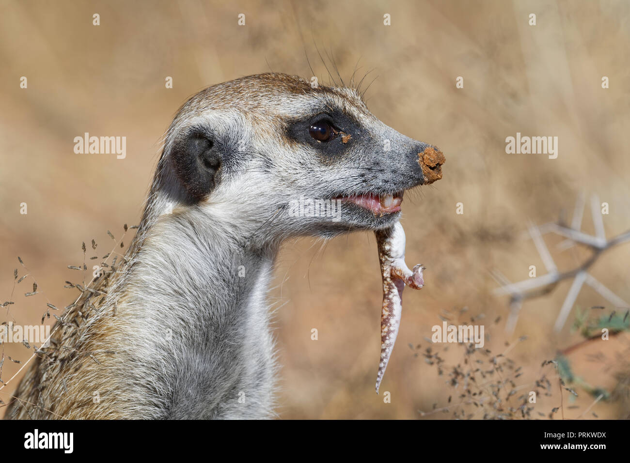 Lateral view of lizard head hi-res stock photography and images - Alamy