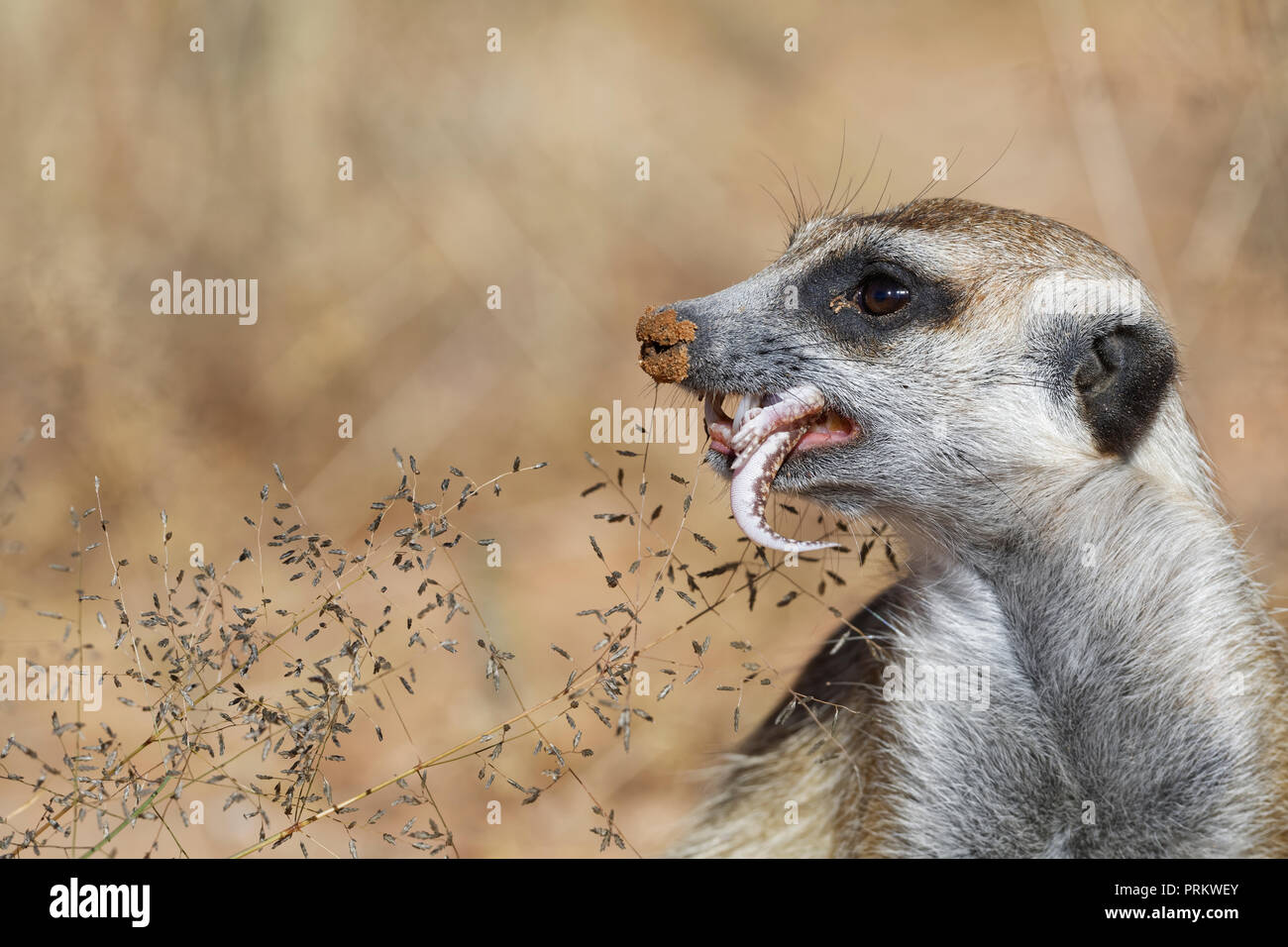 Meerkat (Suricata suricatta), adult male at the burrow, feeding on a ...