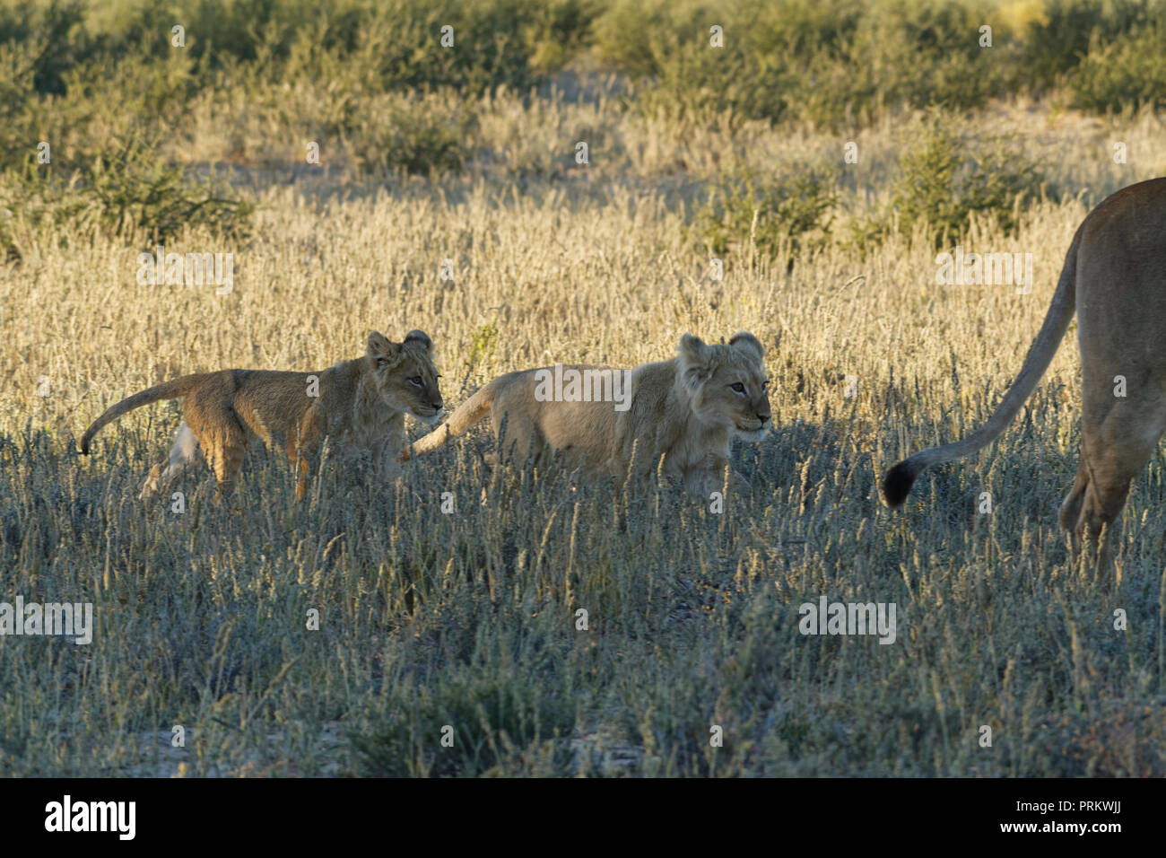Two lions walk next hi-res stock photography and images - Alamy
