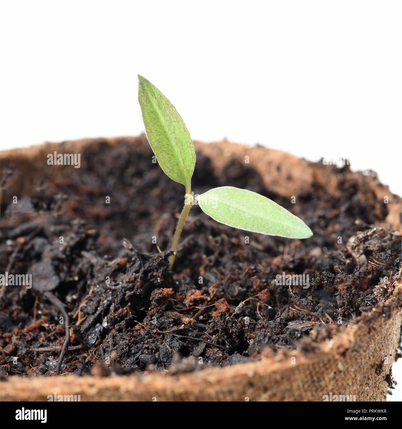 Lila young hi-res stock photography and images - Alamy