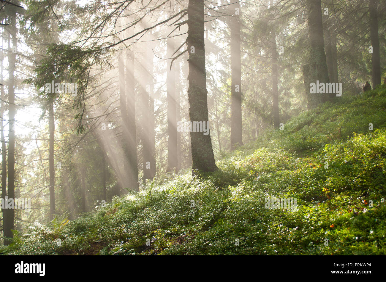 Sun rays among pine trees in the forest Stock Photo - Alamy