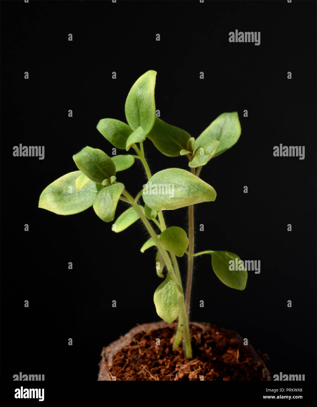 Loewenmaul, Antirrhinum, majus, Keimling, Sproessling Stock Photo - Alamy