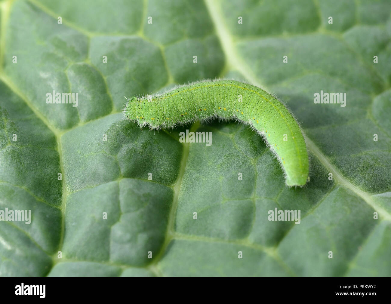 Raupen hi-res stock photography and images - Alamy