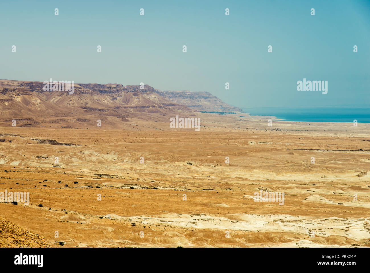 Red roman fish hi-res stock photography and images - Alamy