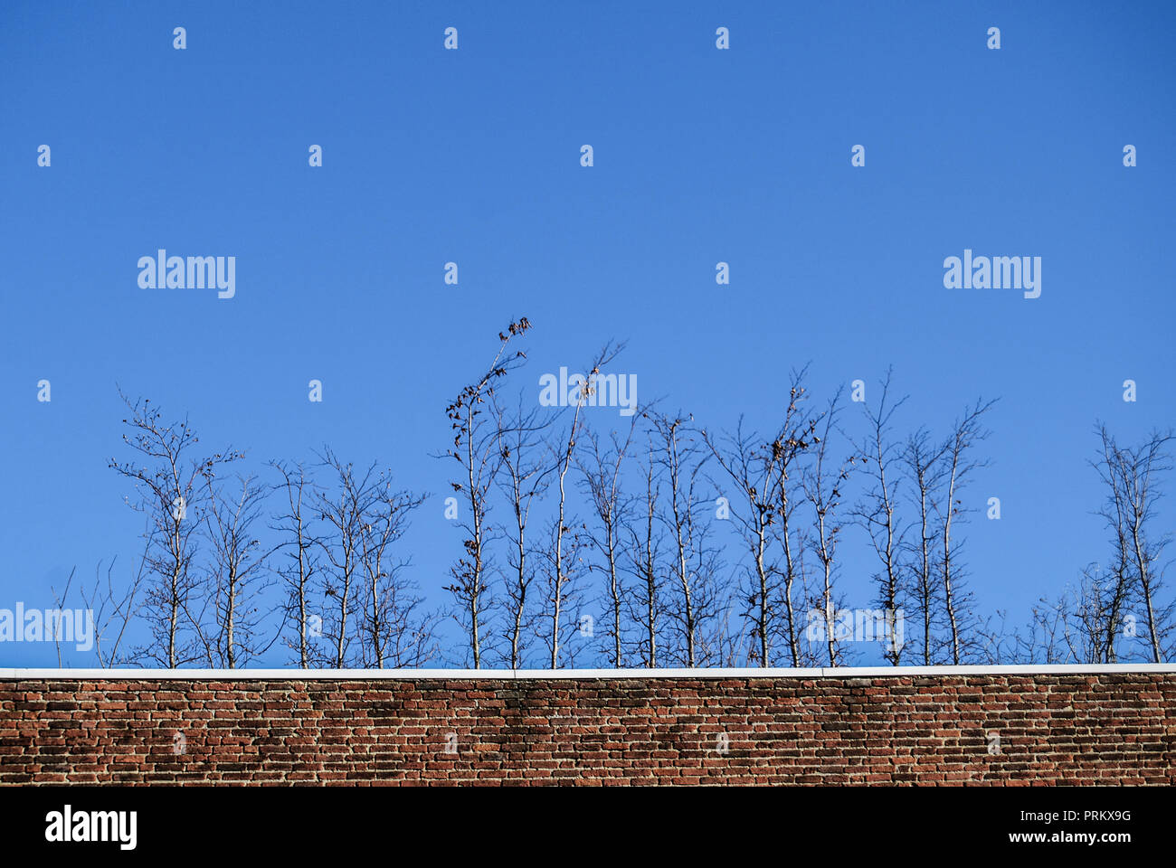 Resilient urban tree hi-res stock photography and images - Alamy
