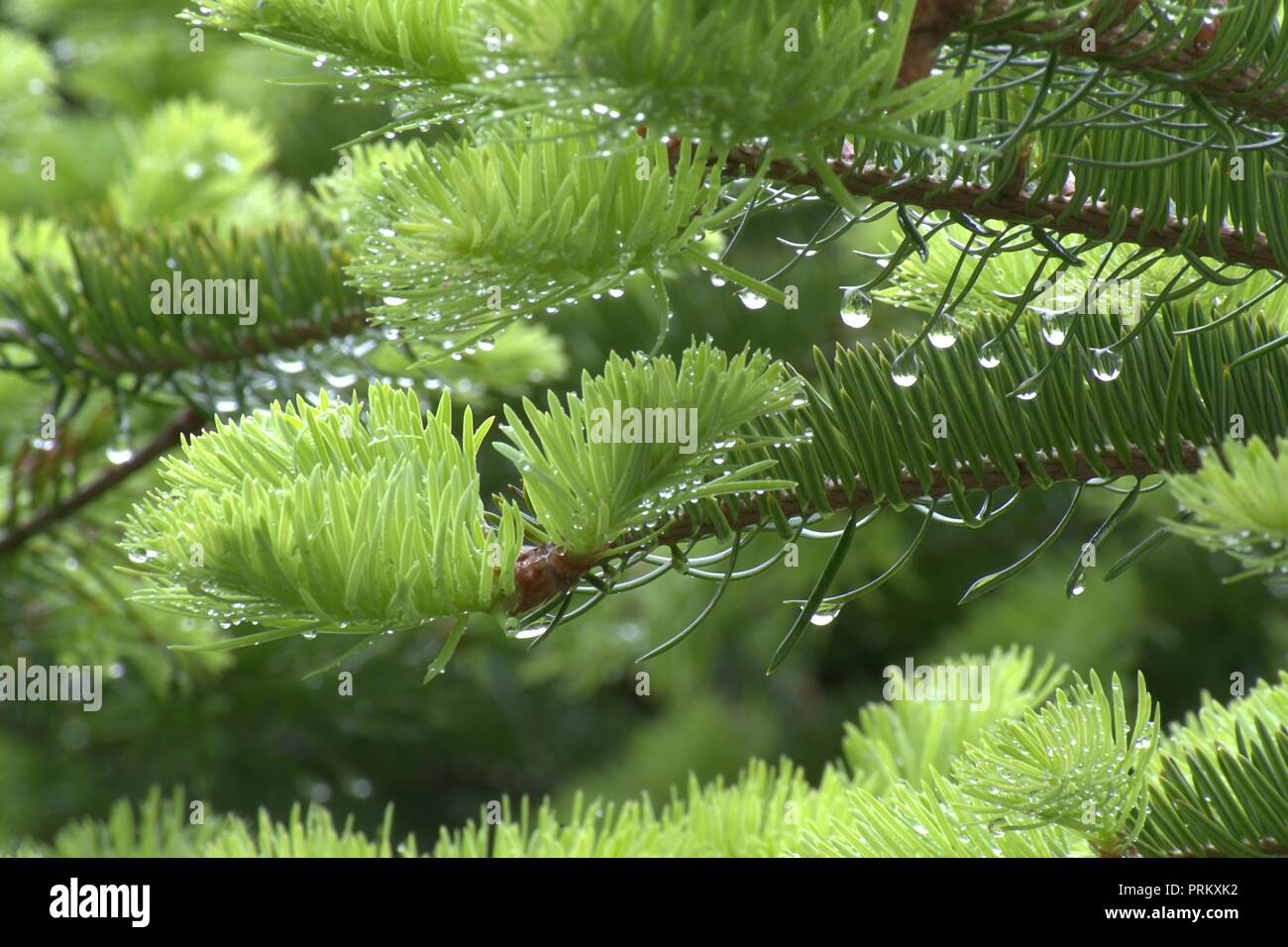 raindrops on the tree. it feels refresh Stock Photo - Alamy