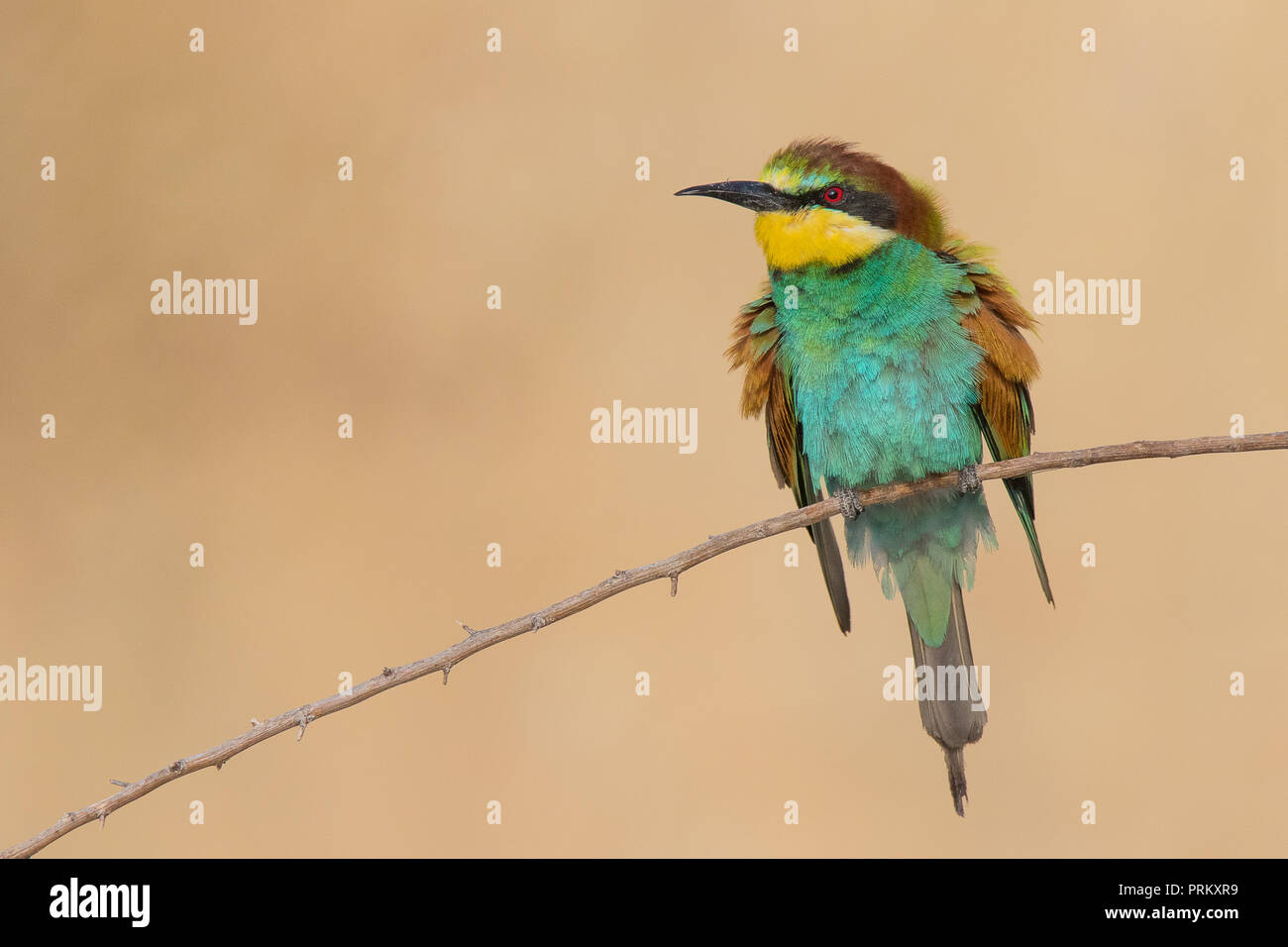 the fantastic colors of the bee-eater Stock Photo - Alamy