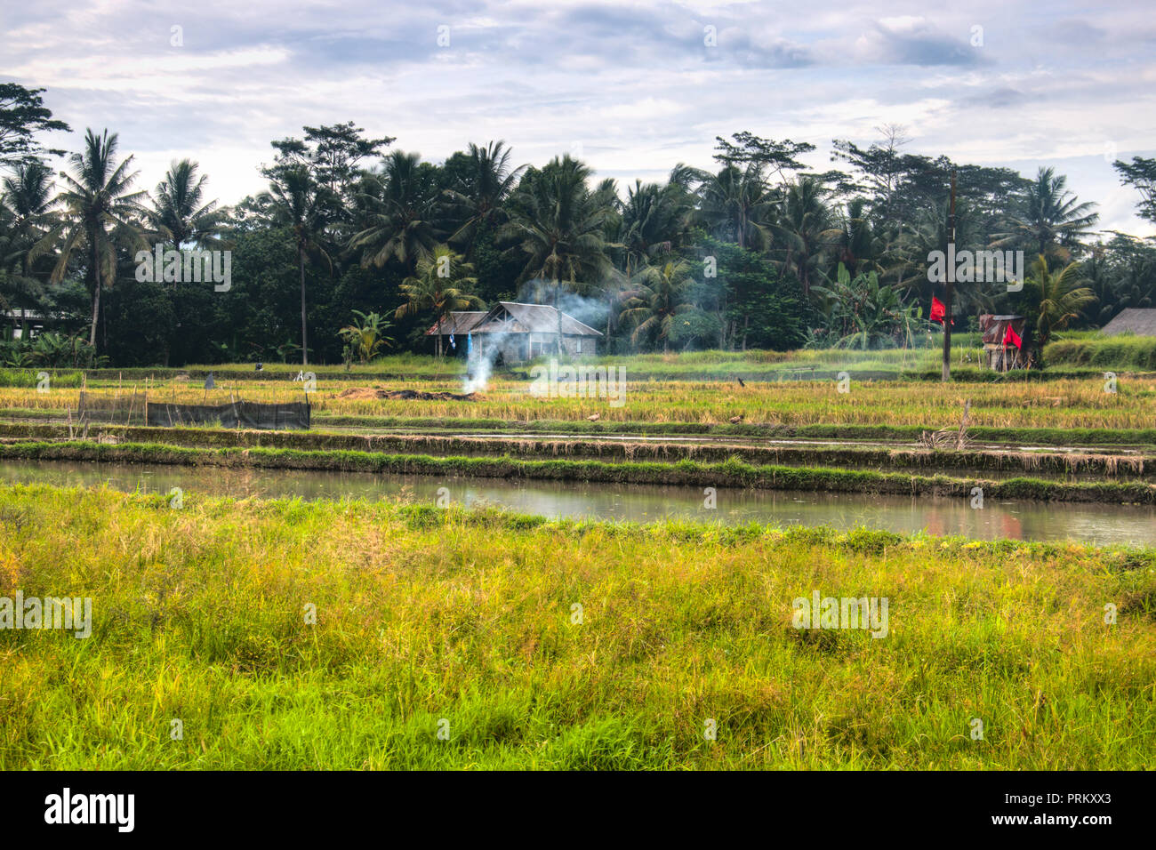 Panorama tegallalang rice fields hi-res stock photography and images ...