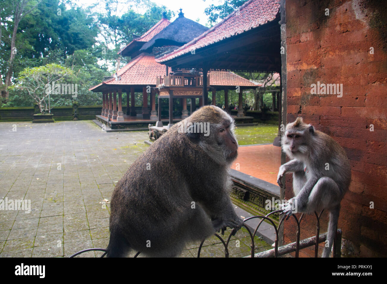 The monkey sanctuary is one of the most famous tourist spots in Ubud on ...