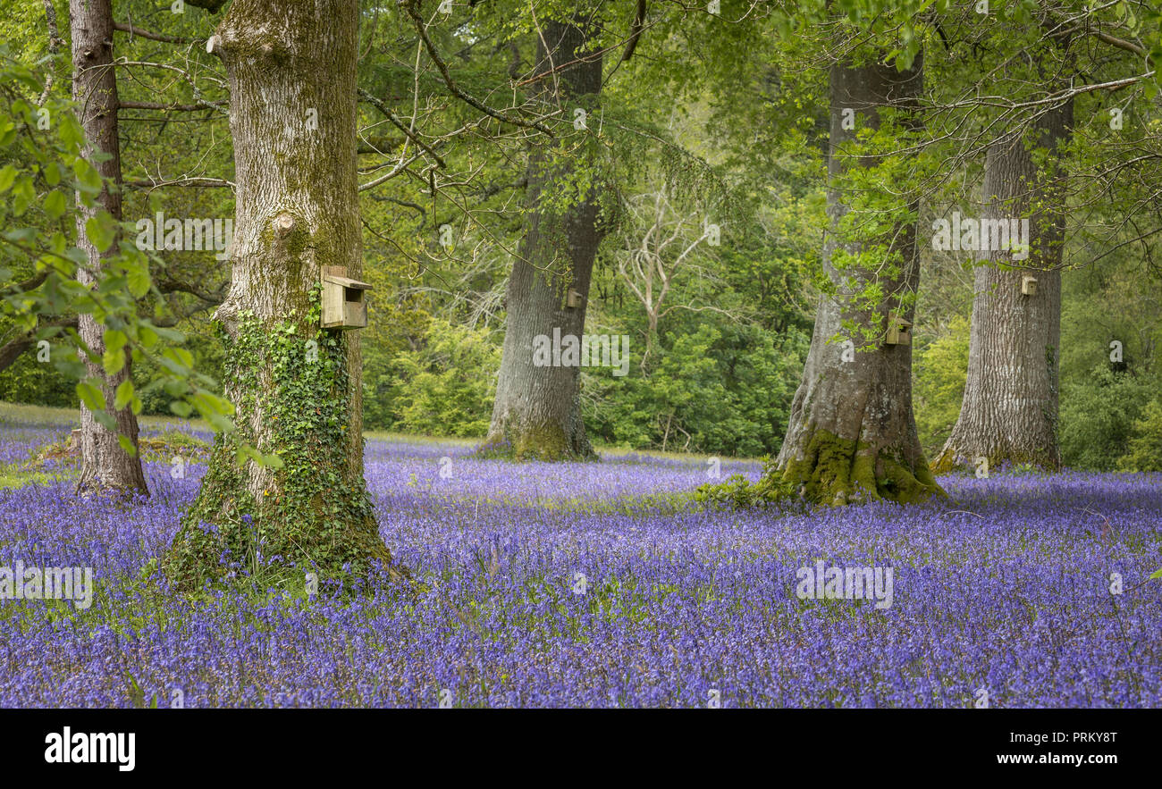Bluebell wildflowers beautiful green dappled hi-res stock photography ...