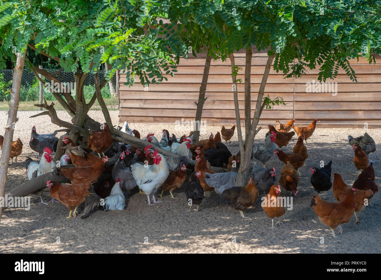 Free range chicken on a traditional poultry farm, France Stock Photo ...