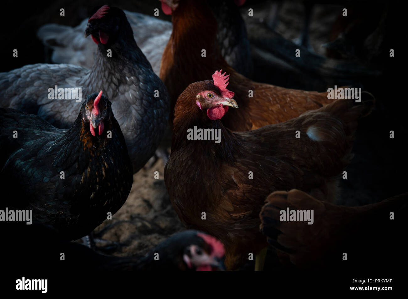 Free range chicken on a traditional poultry farm, France Stock Photo ...