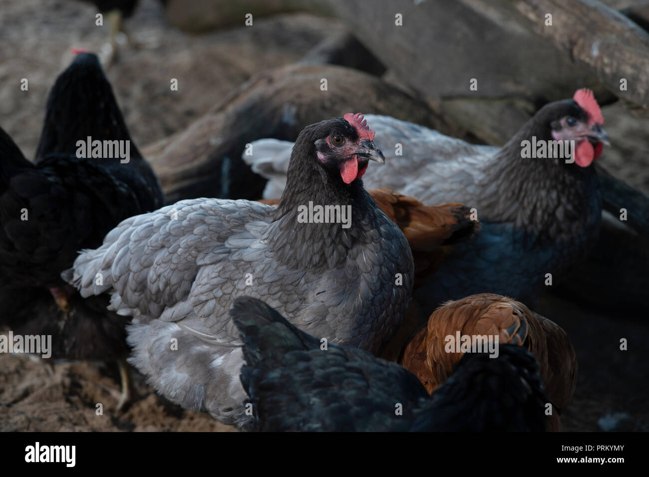Free range chicken on a traditional poultry farm, France Stock Photo ...