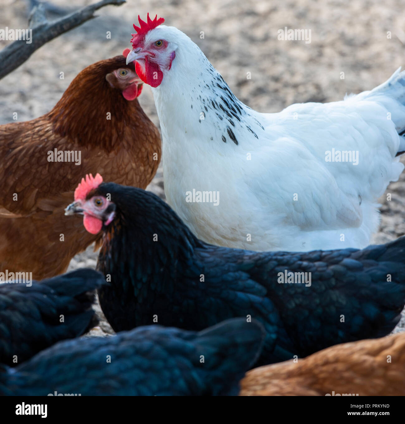 Free range chicken on a traditional poultry farm, France Stock Photo ...