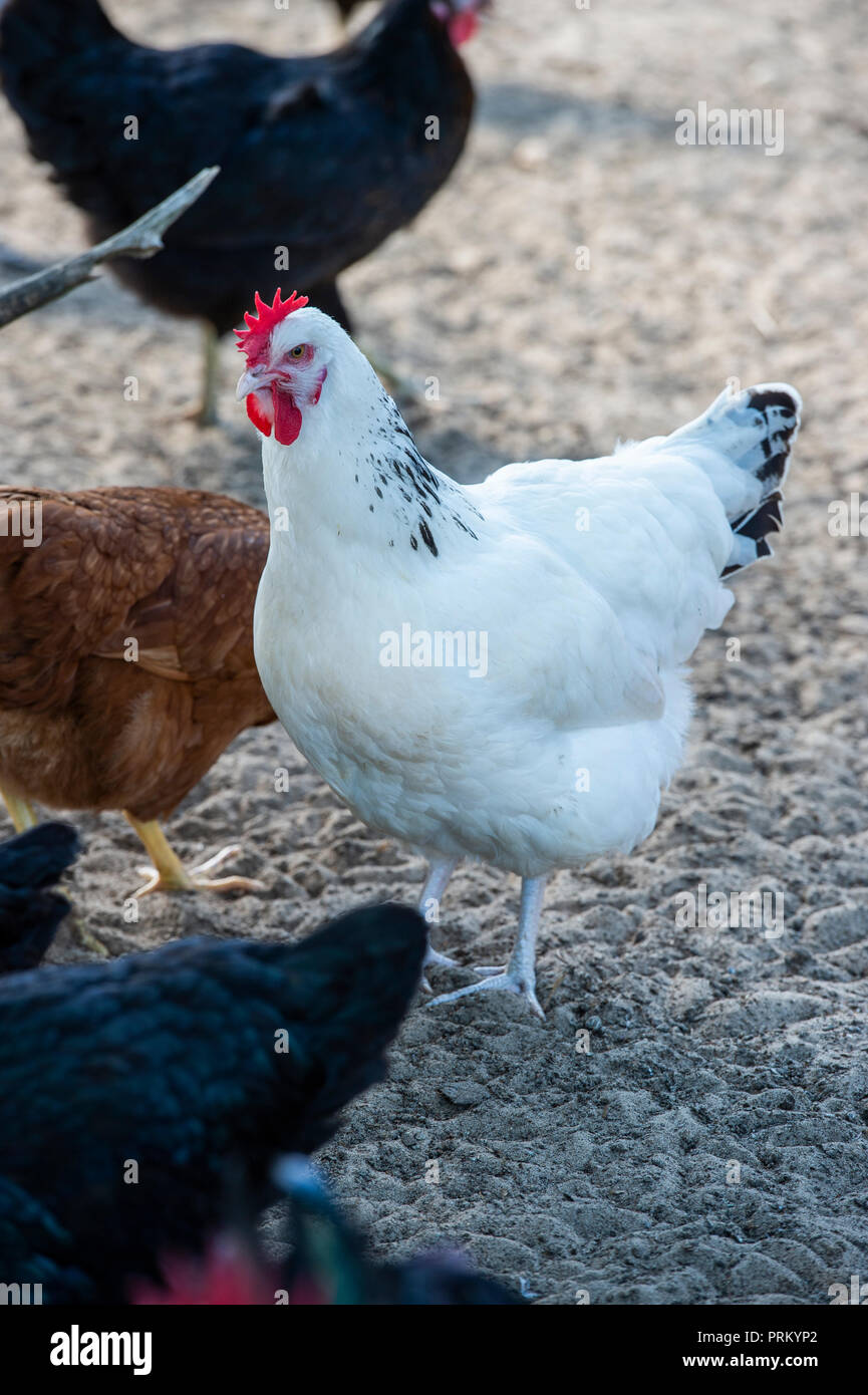 Free range chicken on a traditional poultry farm, France Stock Photo ...