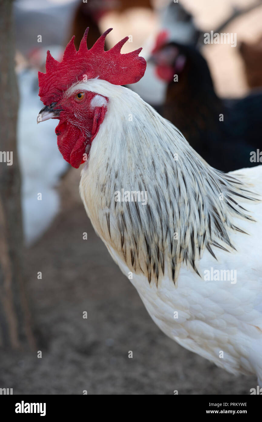 Free range chicken on a traditional poultry farm, France Stock Photo ...