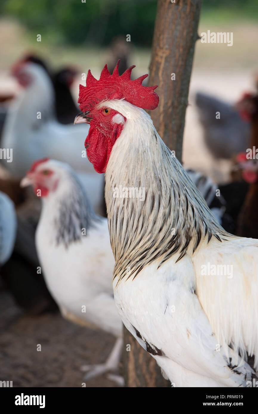 Free range chicken on a traditional poultry farm, France Stock Photo ...