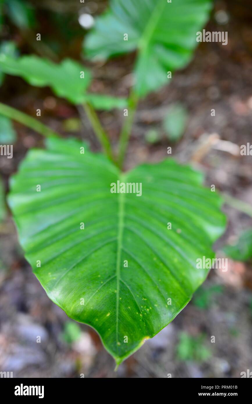 Native lily or cunjevoi, Alocasia brisbanensis, growing in the Misty ...
