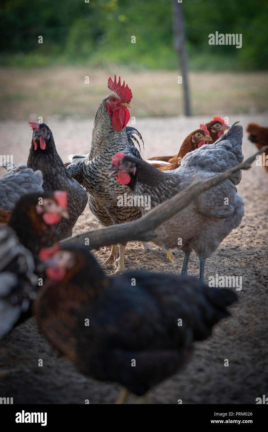 Free range chicken on a traditional poultry farm, France Stock Photo ...