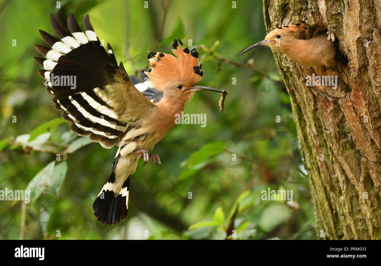 Eurasian Hoopoe, Common hoopoe (Upupa epops Stock Photo - Alamy