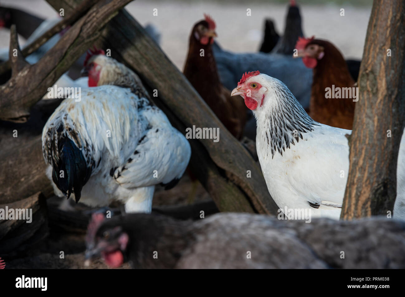Free range chicken on a traditional poultry farm, France Stock Photo ...