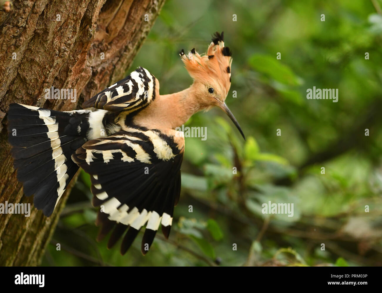 Eurasian Hoopoe, Common hoopoe (Upupa epops Stock Photo - Alamy