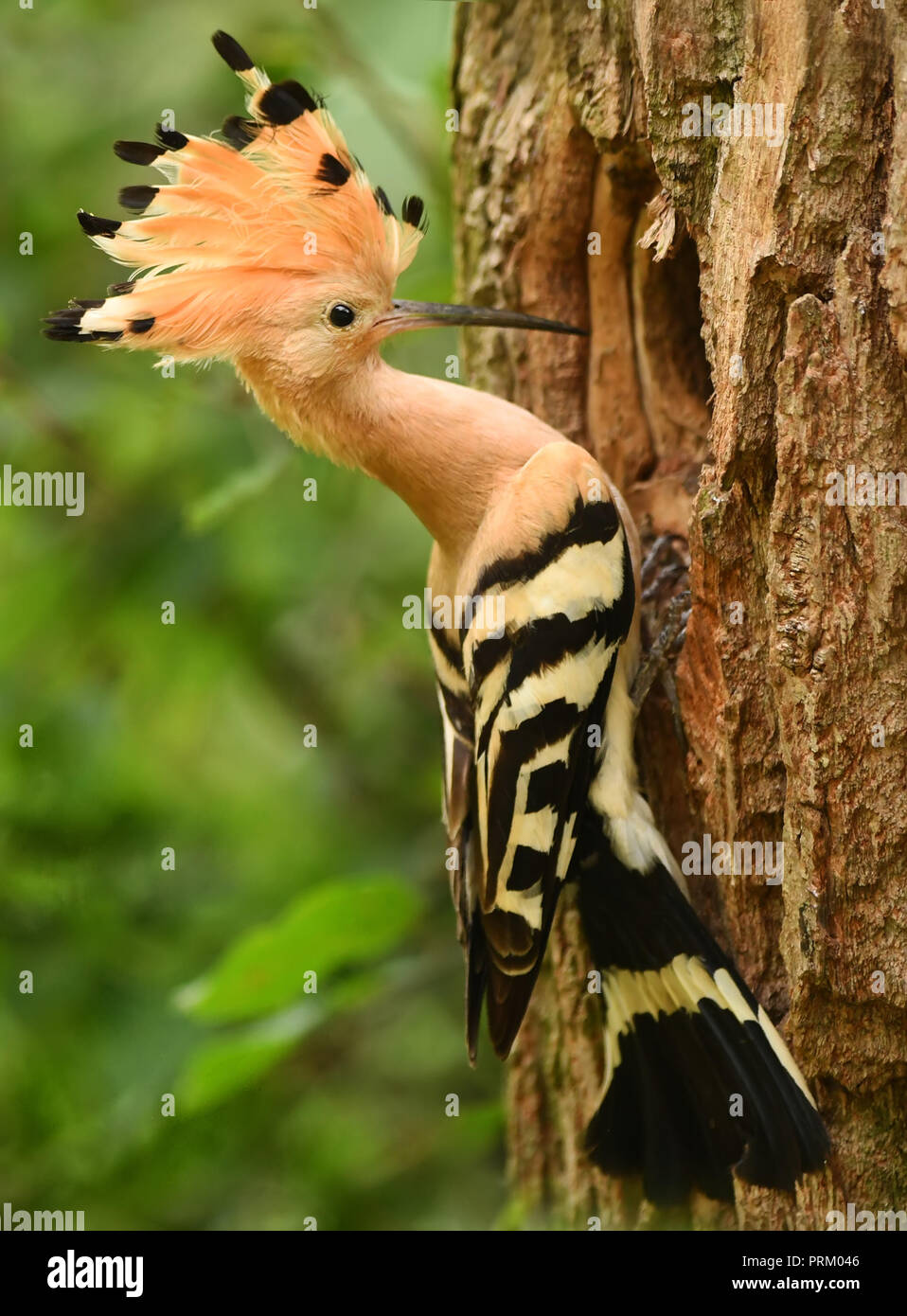 Eurasian Hoopoe, Common hoopoe (Upupa epops Stock Photo - Alamy