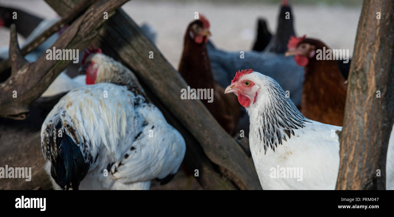 Free range chicken on a traditional poultry farm, France Stock Photo ...
