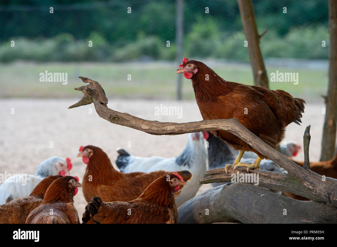 Free range chicken on a traditional poultry farm, France Stock Photo ...