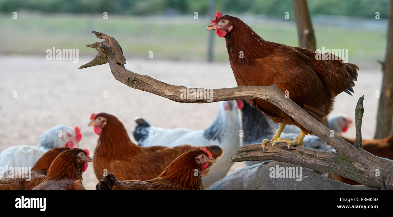 Free range chicken on a traditional poultry farm, France Stock Photo ...